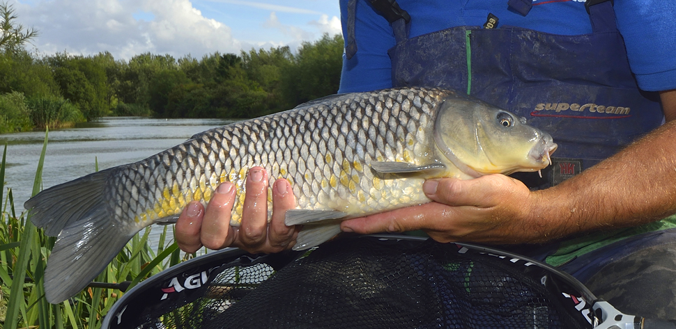 Coarse Fishing - Packington Estate Packington Estate