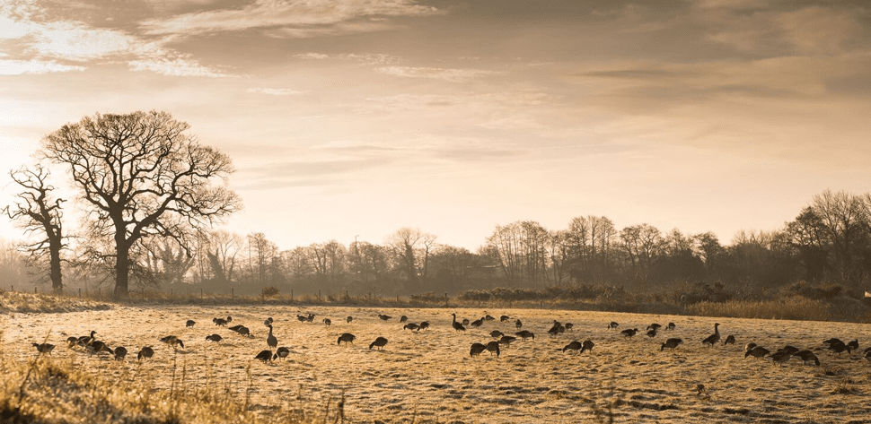 Marsh Lane Nature Reserve - Packington Estate Packington Estate