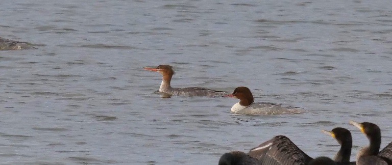 Red-breasted Merganser with female Goosander in foreground 10th Dec ...