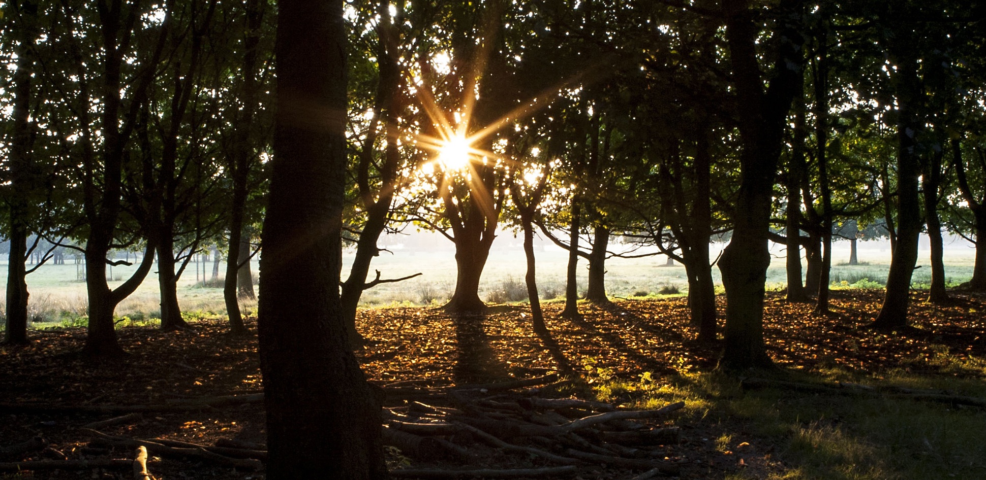 Home - Packington Estate Packington Estate